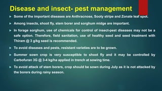 (AG-215) FORAGE CROPs.pptx