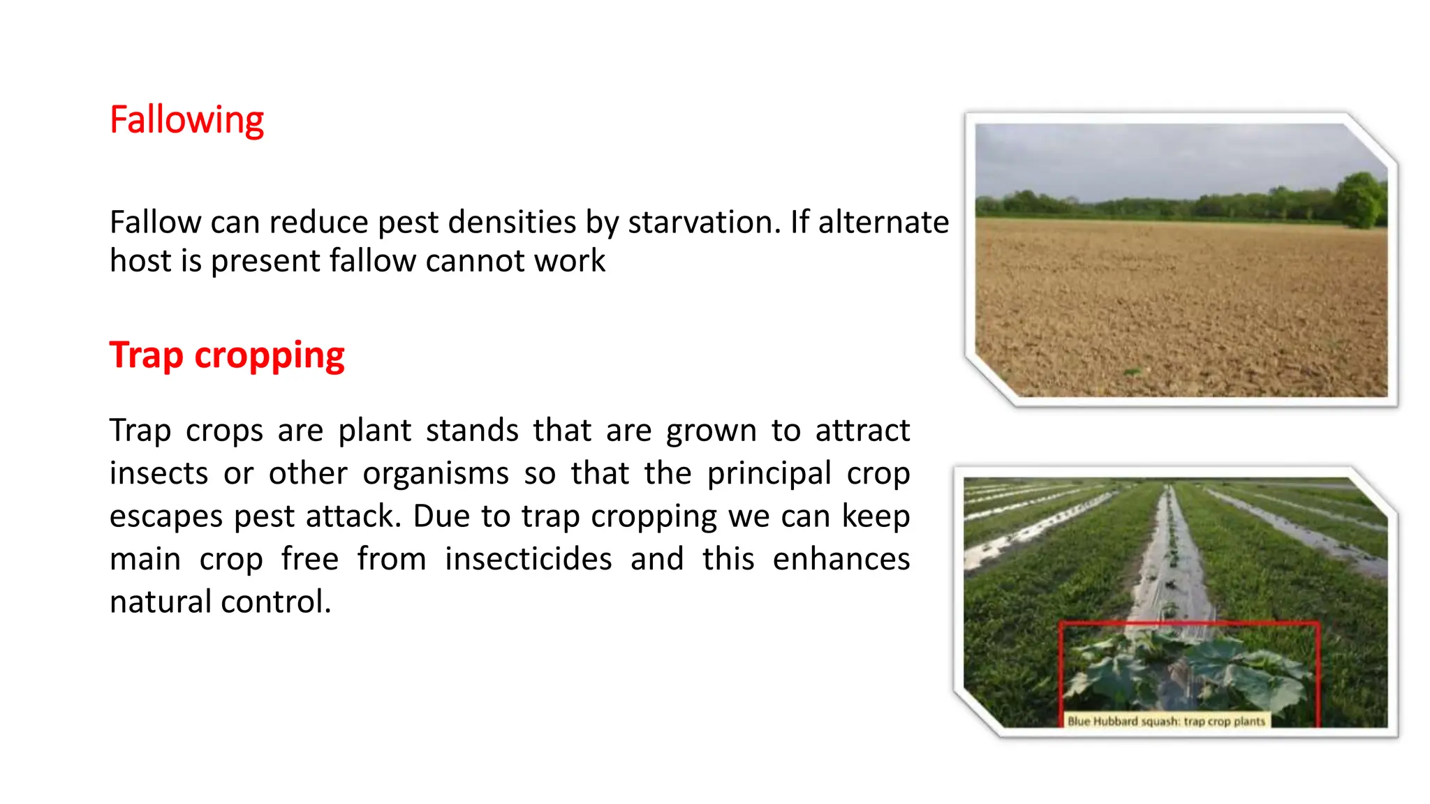 Cultural methods for pest control . pptx | PPTX