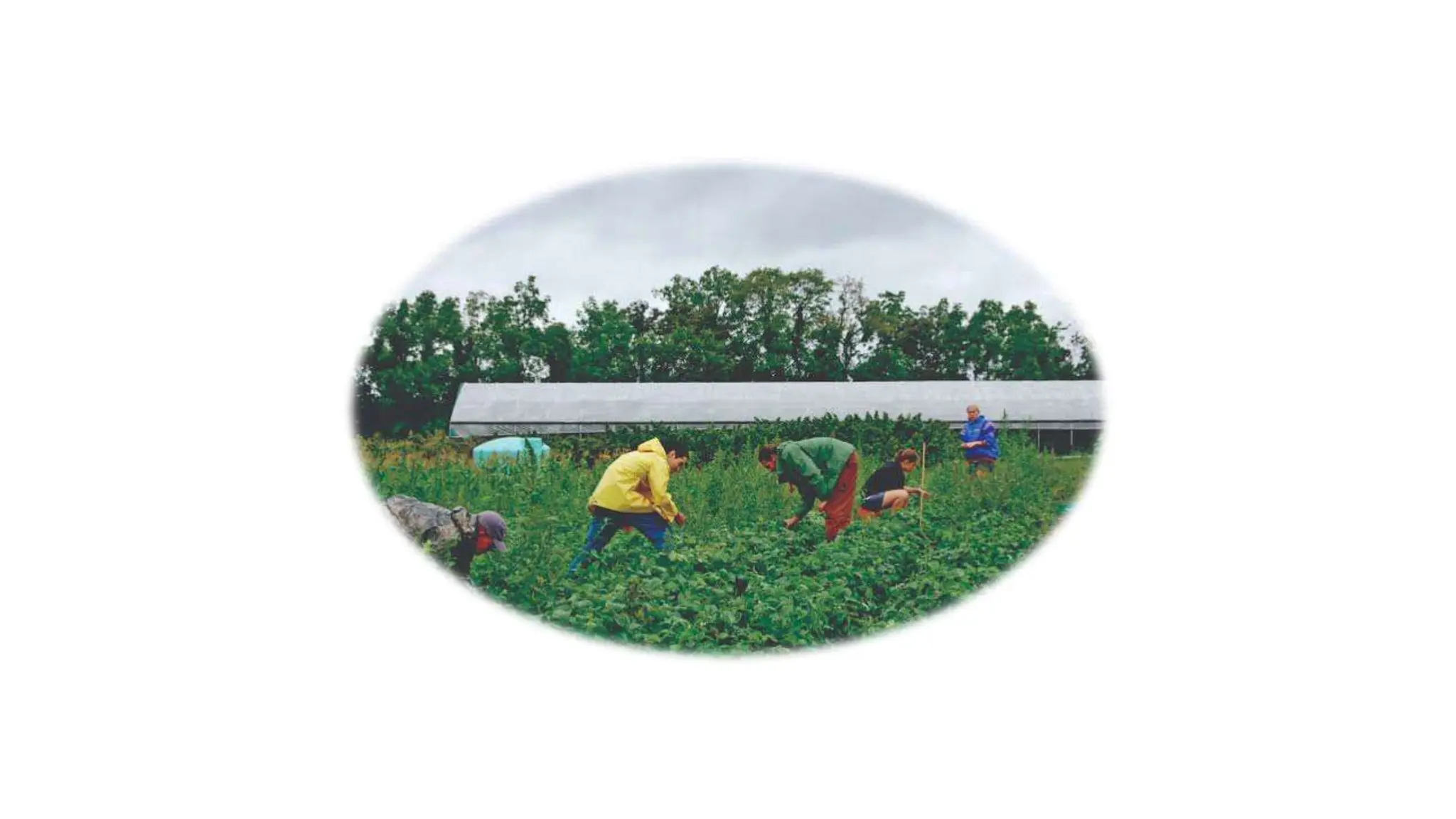 Cultural methods for pest control . pptx | PPTX