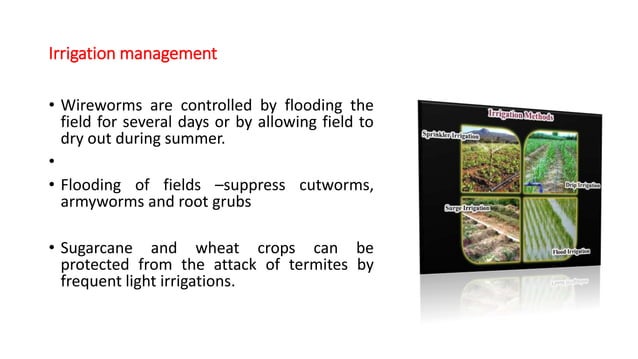 Cultural methods for pest control . pptx | PPTX