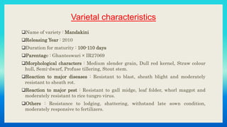 Presentation on Rice | PPTX