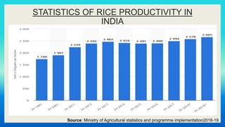 Presentation on Rice | PPTX
