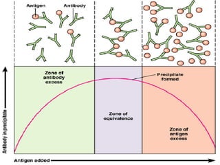 Ag-Ab Reactions | PDF