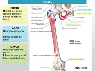 AG- mm aductores | PPTX