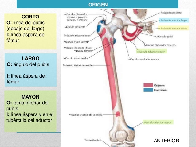 AG- mm aductores