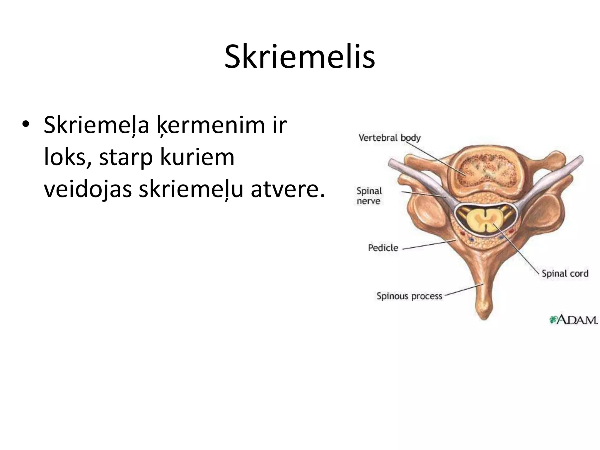 Skelets | PPT