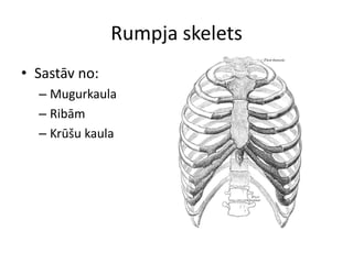 Skelets | PPTX