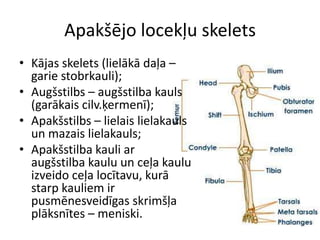 Skelets | PPTX
