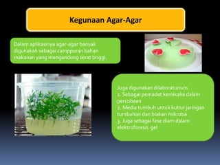 Koloid Agar-agar karagenan | PPTX