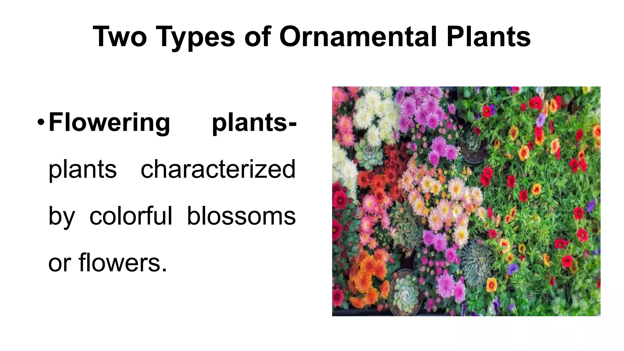 A Garden of Ornamental Plants | PPTX