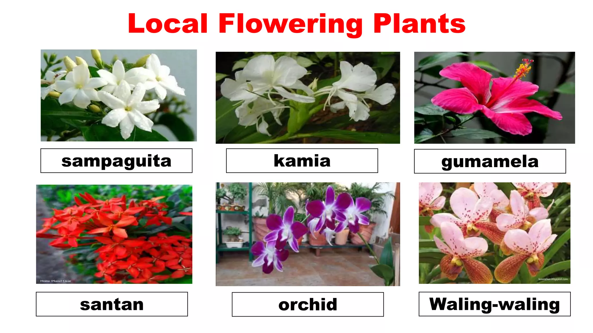 A Garden of Ornamental Plants | PPTX