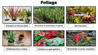 A Garden of Ornamental Plants | PPTX