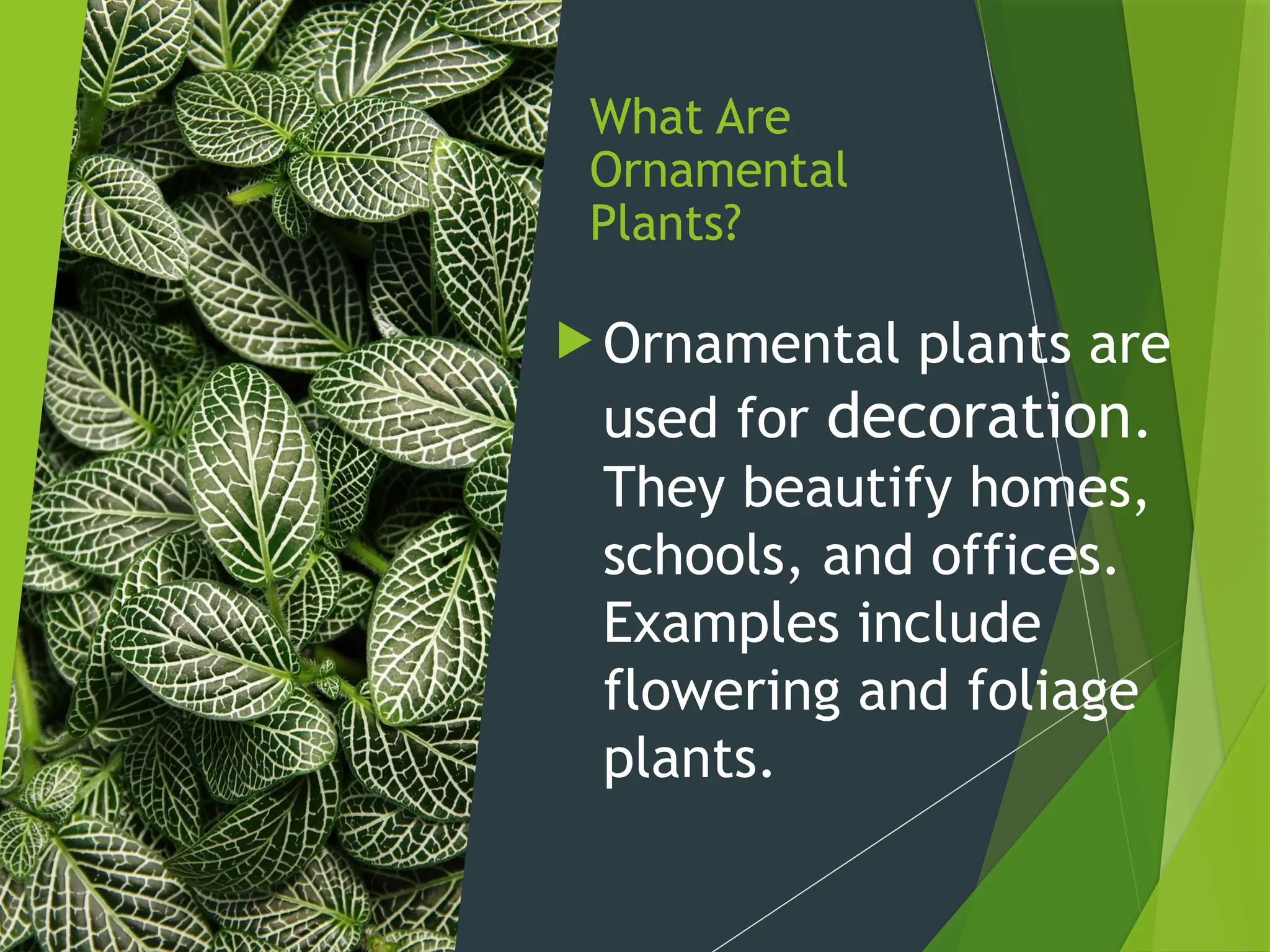 A_Garden_of_Ornamental_Plants_Grade4_HELE.pptx