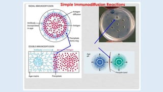 Agar Gel Precipitation Test (AGPT).pptx