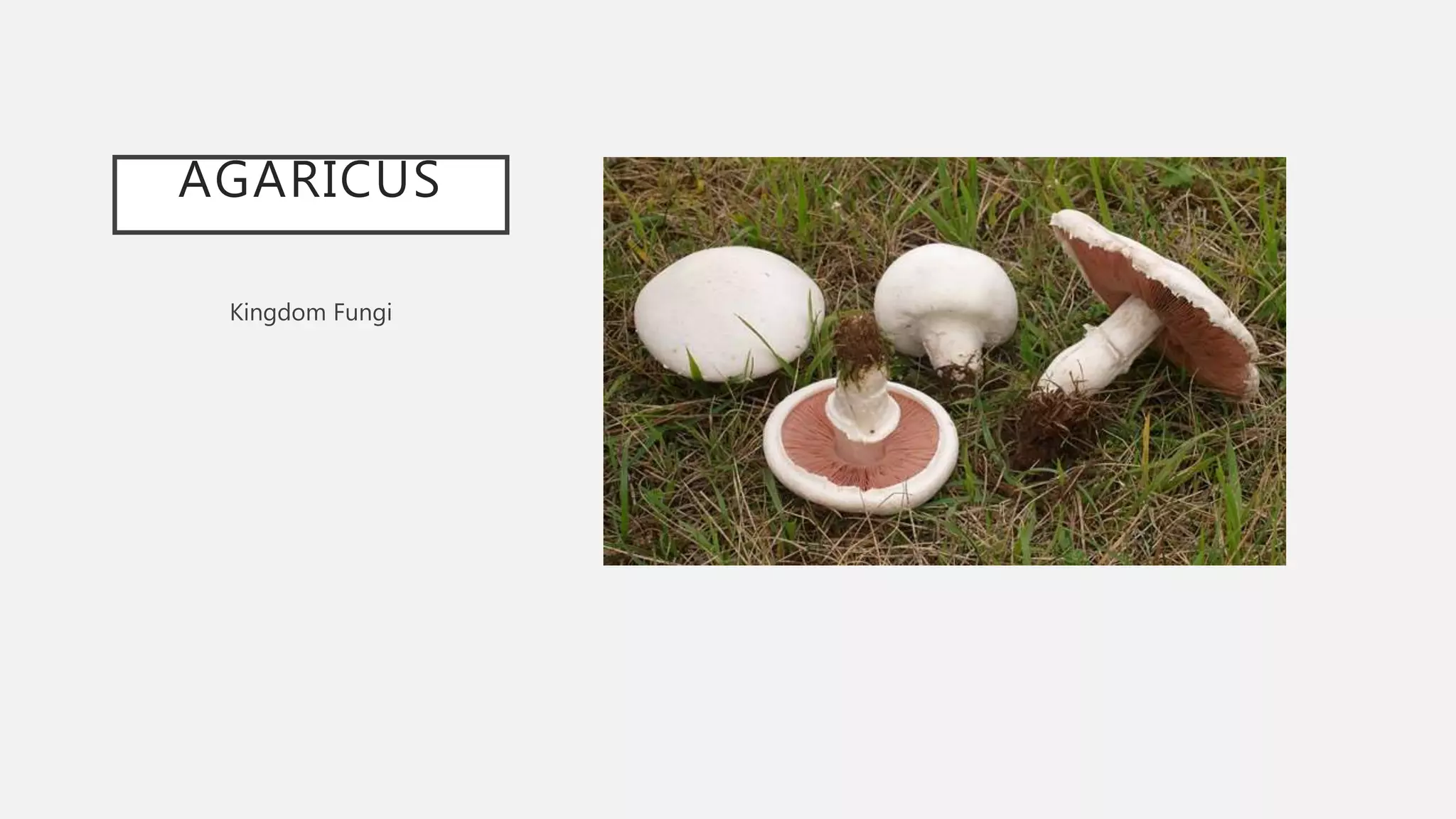 Agaricus | PPTX