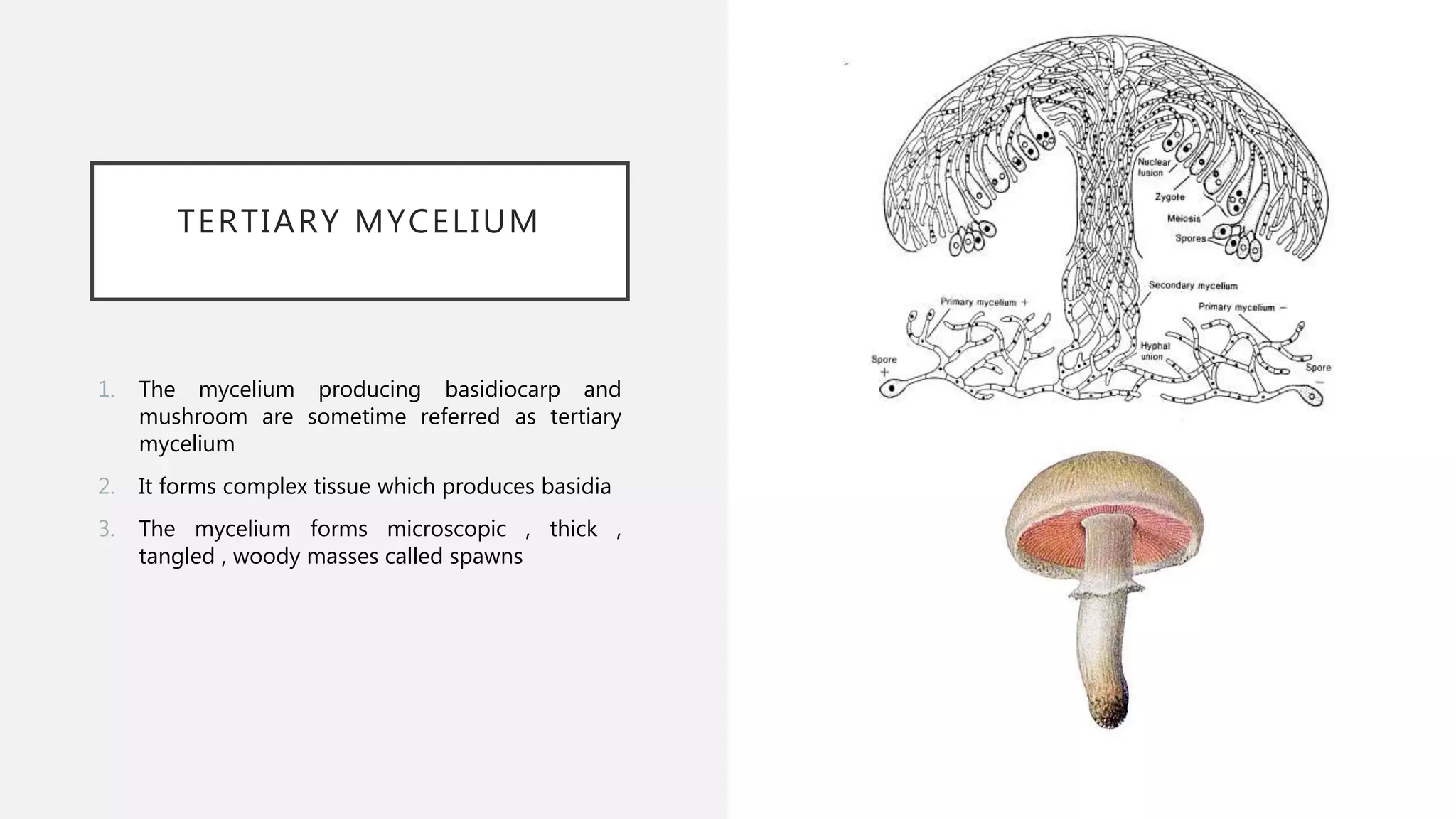 Agaricus | PPTX