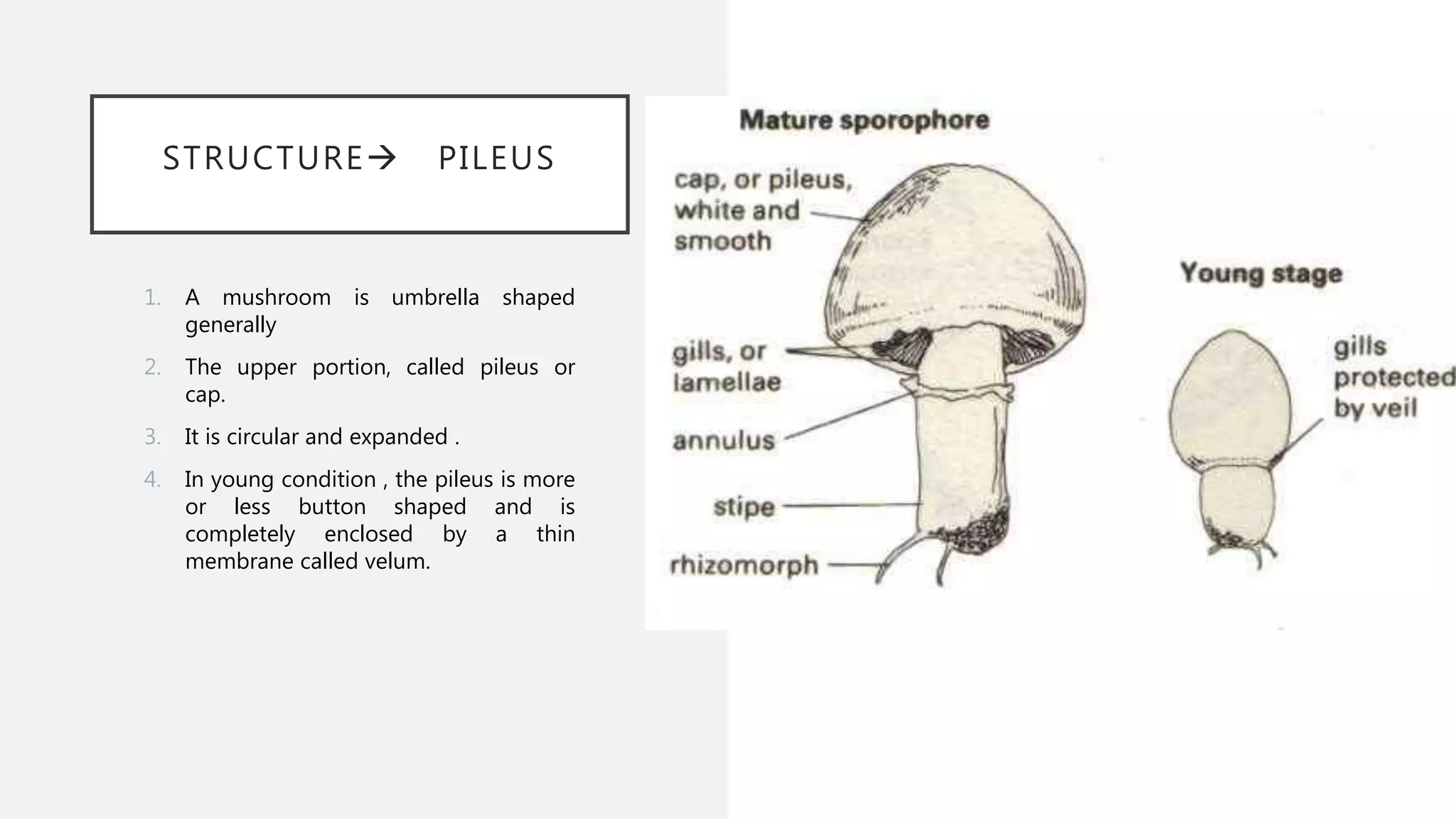 Agaricus | PPTX