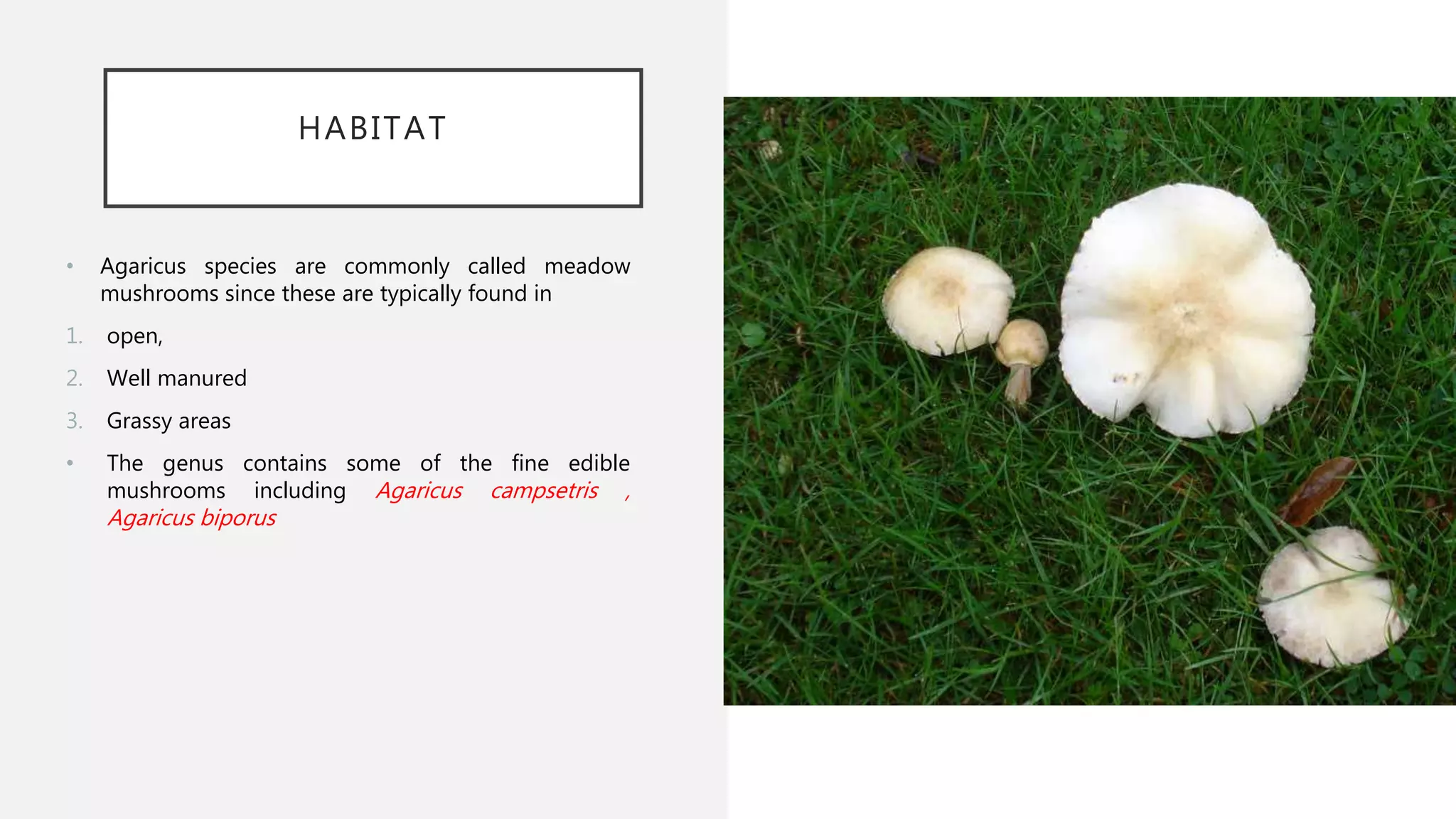 Agaricus | PPTX