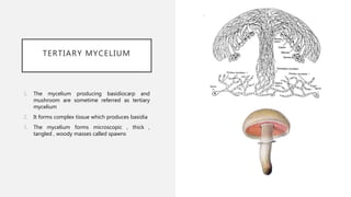 Agaricus | PPTX
