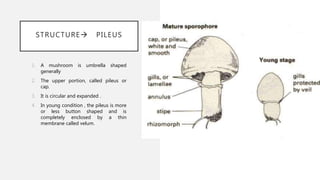 Agaricus | PPTX