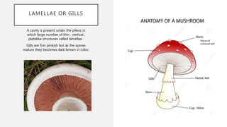 Agaricus | PPTX