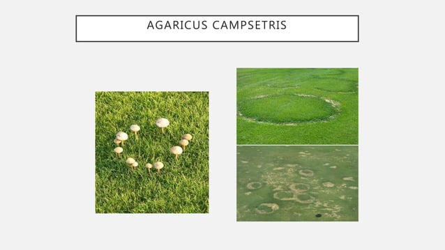 Agaricus | PPTX