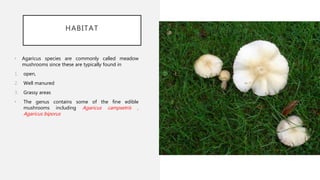 Agaricus | PPTX