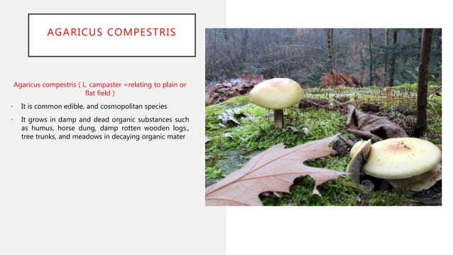 Agaricus | PPTX