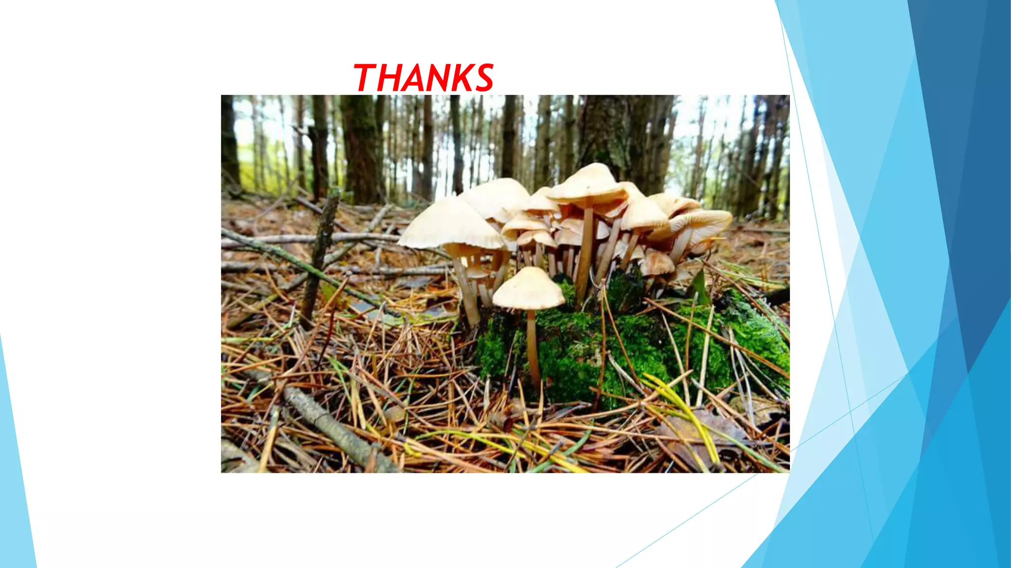 life cycle of Agaricus | PPTX