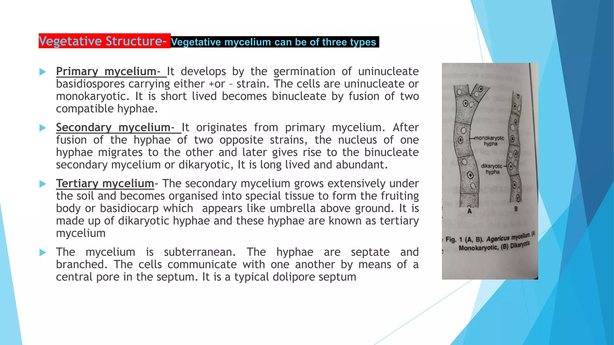 life cycle of Agaricus | PPTX