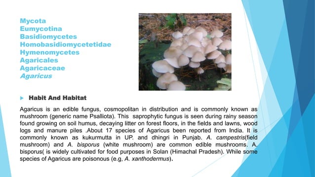 life cycle of Agaricus | PPTX
