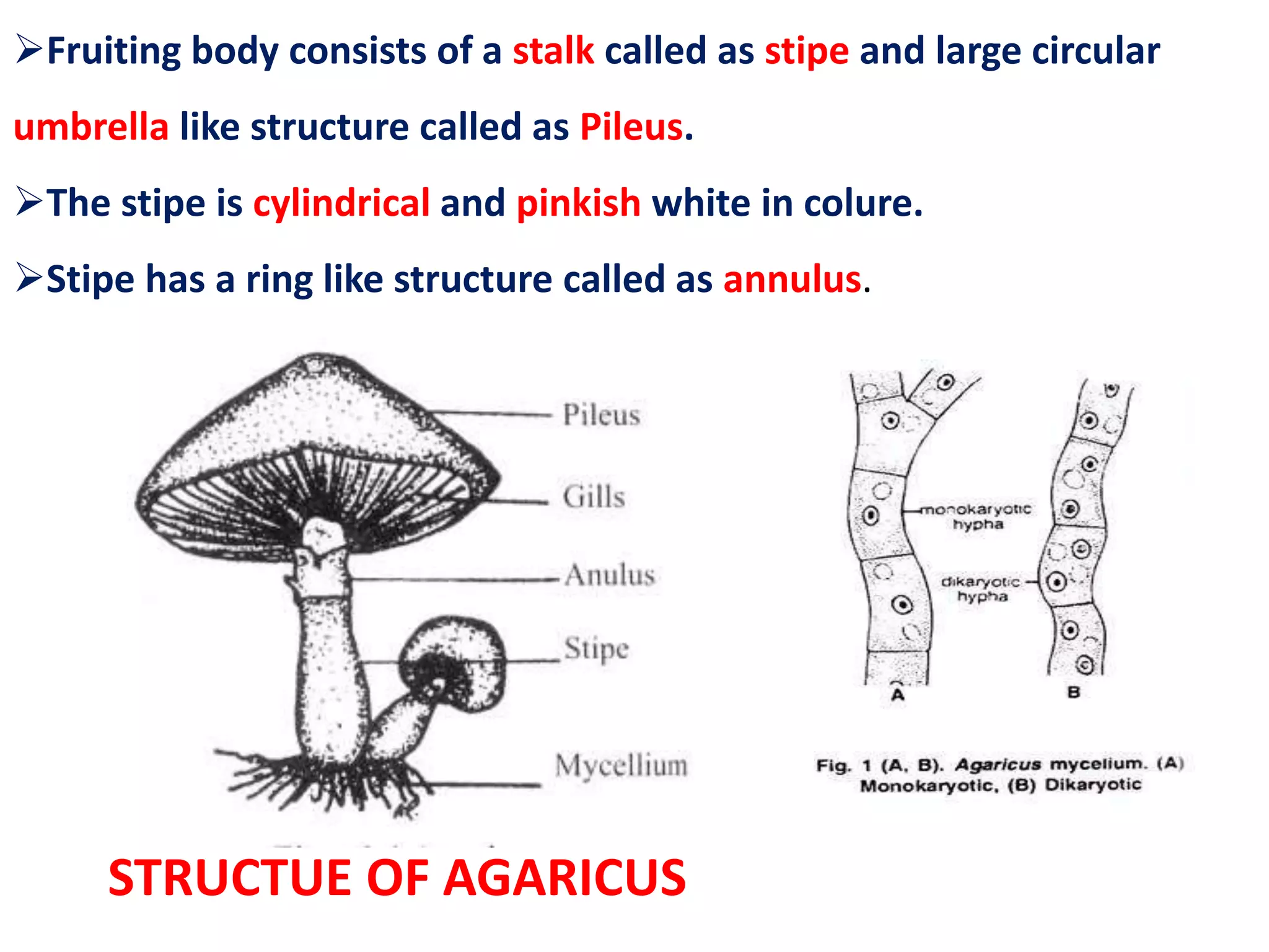 Kingdom Fungi Agaricus Diagram