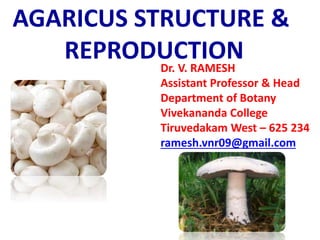 Agaricus | PPT
