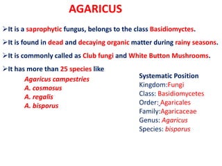 Agaricus | PPT