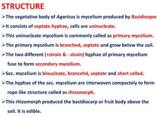 Agaricus | PPT