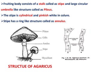Life Cycle Of Agaricus Bisporus Life Cycles, Life, Biology, 47% OFF