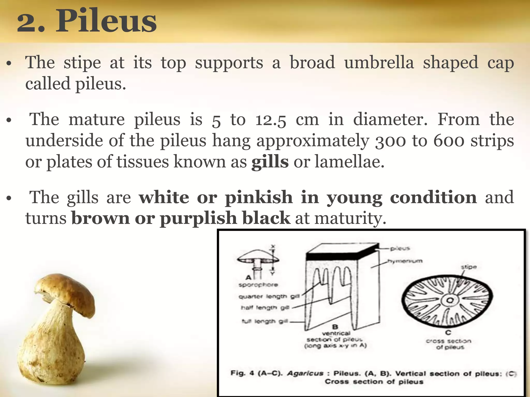 Agaricus | PPTX