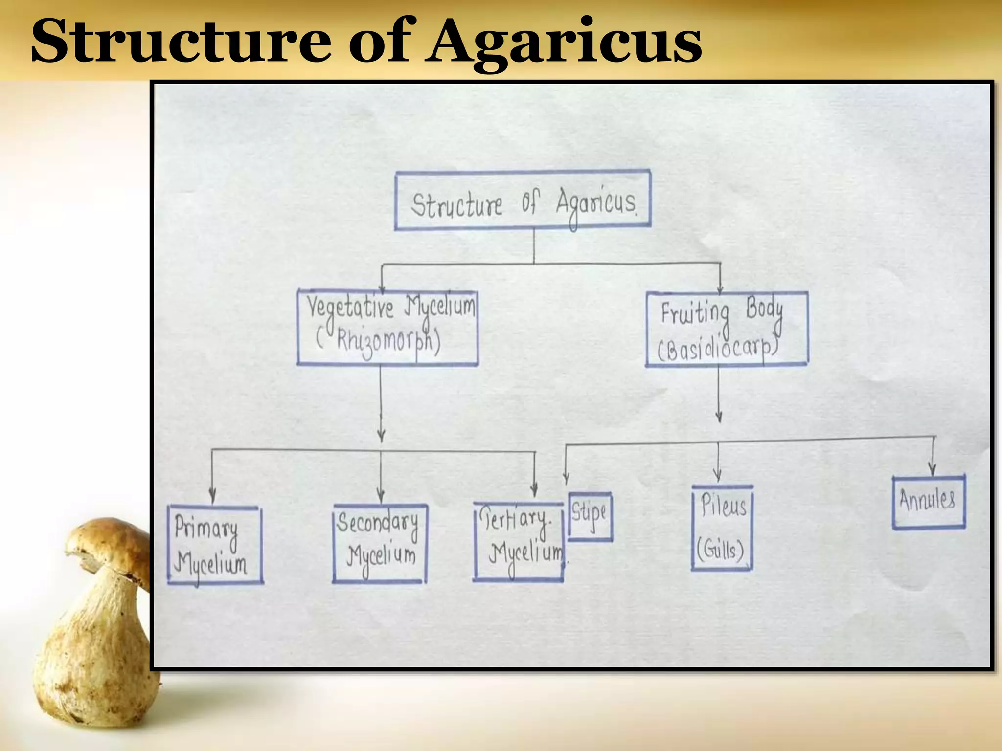 Agaricus | PPTX