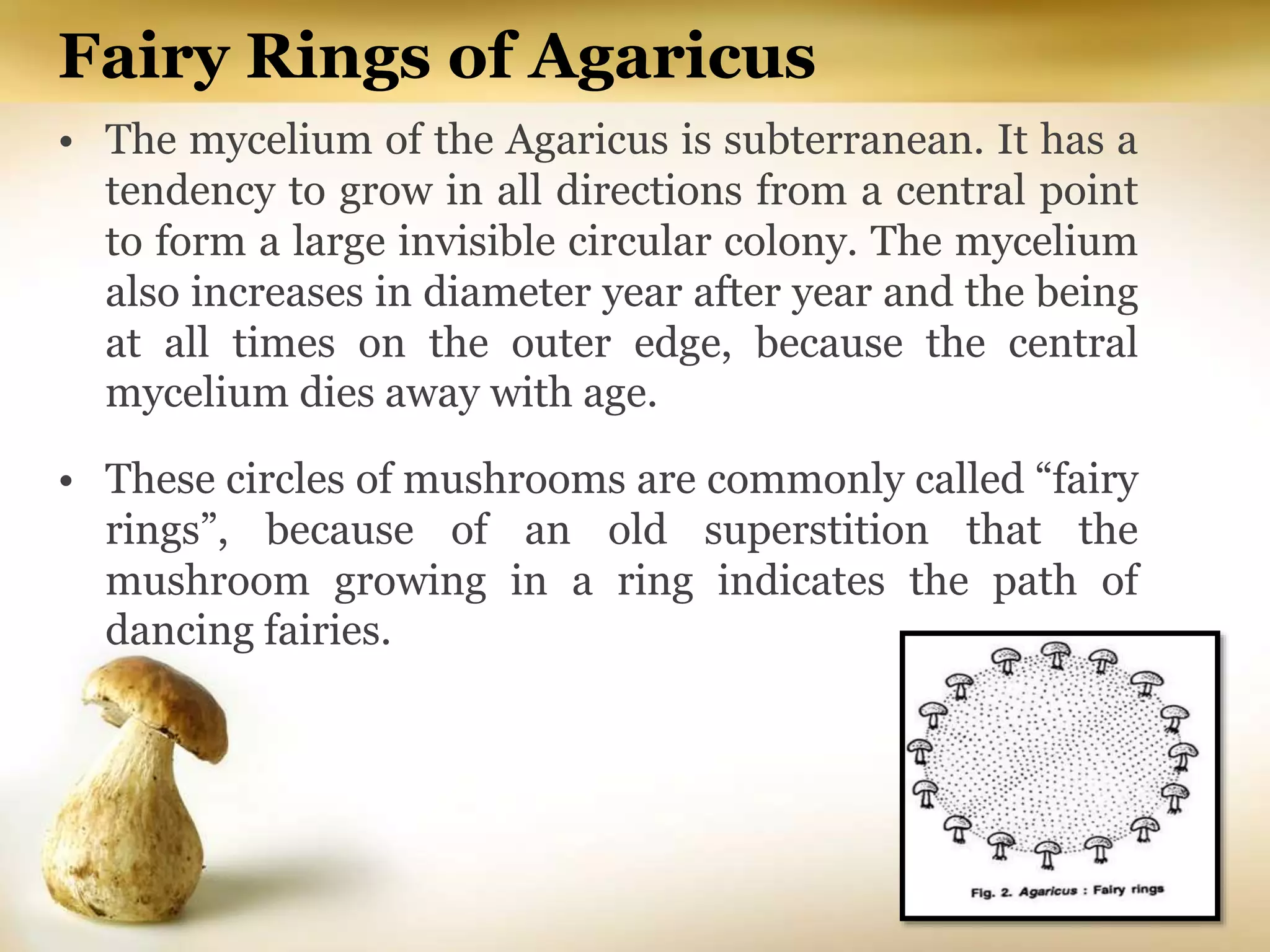 Agaricus | PPTX