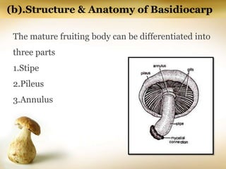 Agaricus | PPTX | Gardening | Home & Garden