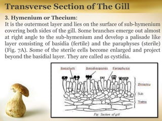 Agaricus | PPTX | Gardening | Home & Garden