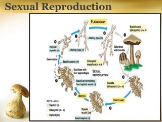 Agaricus | PPTX