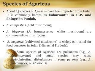 Agaricus | PPTX