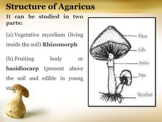 Agaricus | PPTX