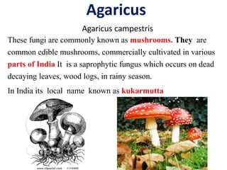 Agaricus Diagram