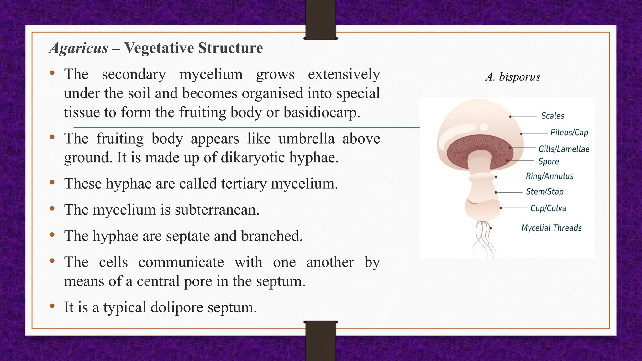 Agaricus - Structure and Reproduction.pptx