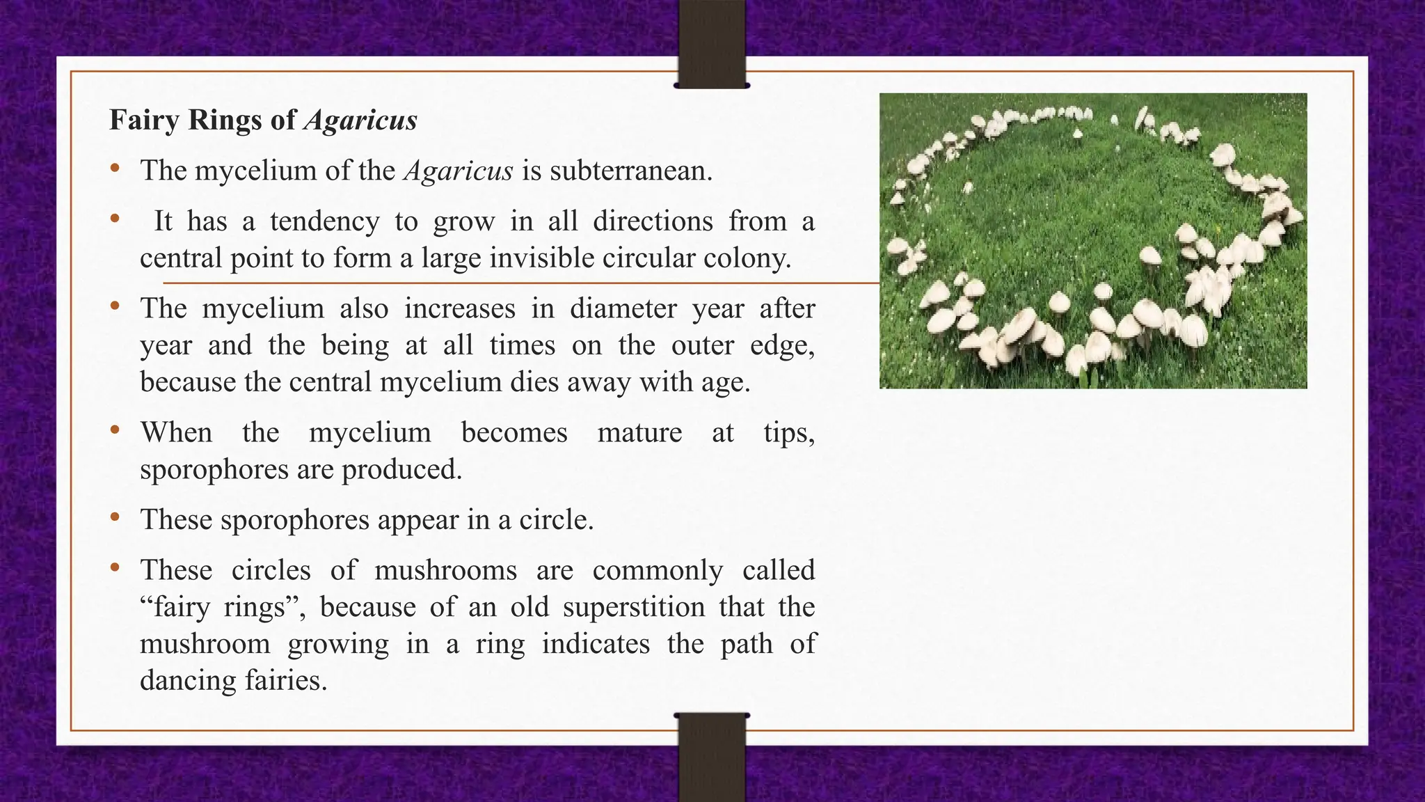 Agaricus - Structure and Reproduction.pptx