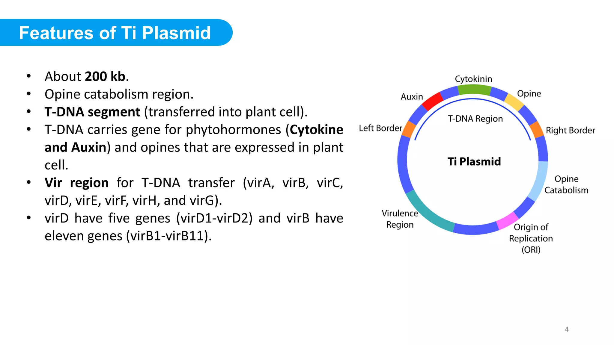 Agrobacterium Mediated Gene Transfer | PPTX