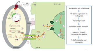 Agrobacterium Mediated Gene Transfer | PPTX