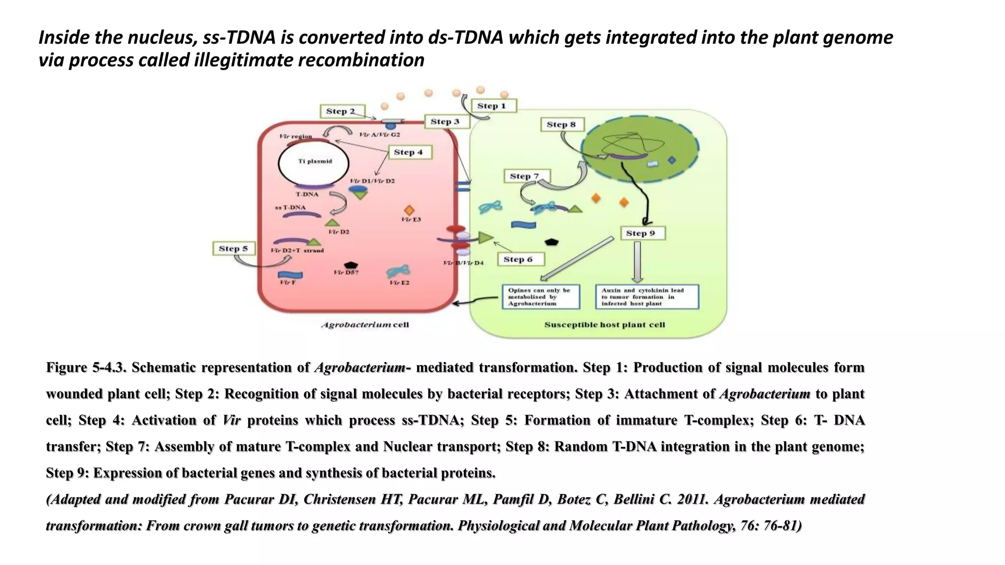Agarobacterium tumefaciens based ti plasmid vectors | PPTX